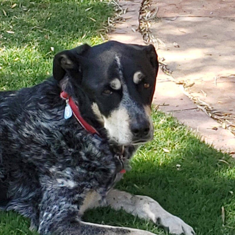 HADS Home - Help A Dog Smile